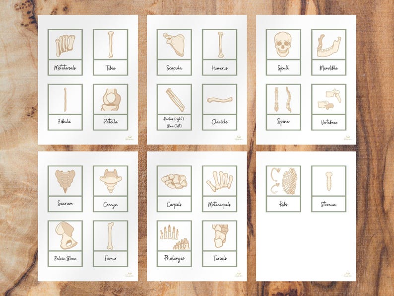 Skeletal System Unit Study | Human Body Science, Bone Flashcards ...