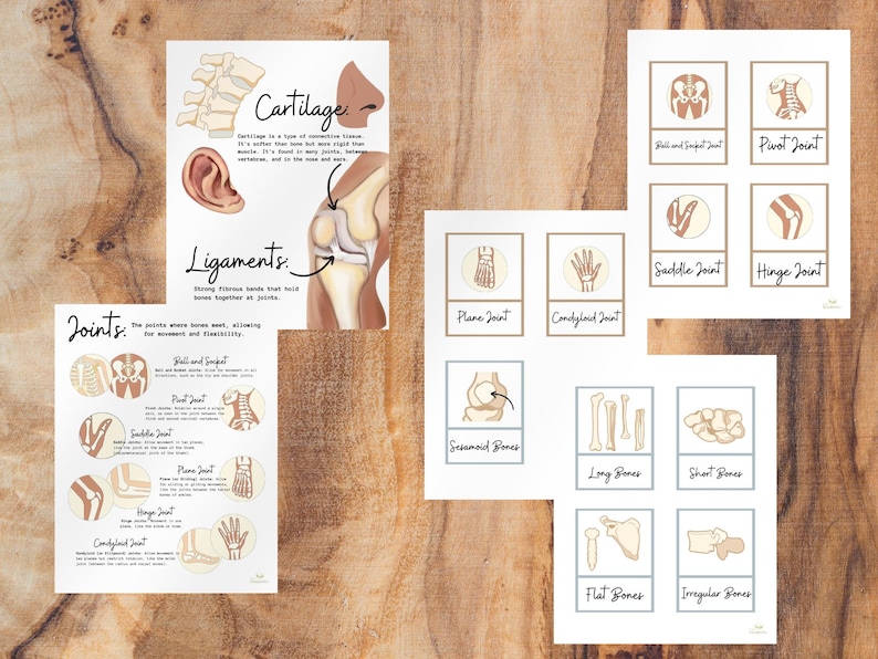 Skeletal System Unit Study | Human Body Science, Bone Flashcards ...