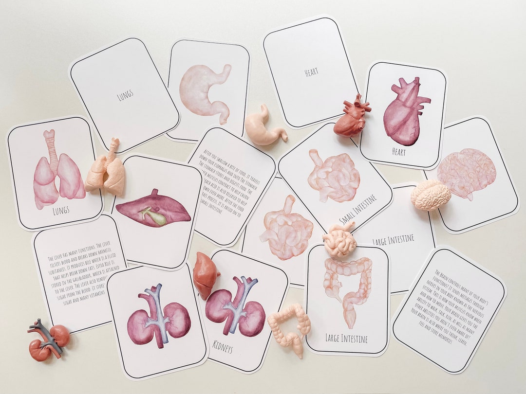 Human Organs Card Set Digital Download Anatomy Flash Cards for Toddlers ...