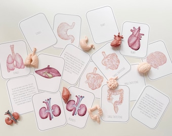 Human Organs Flash Educational Cards Printable PDF JPEG PNG Instant ...