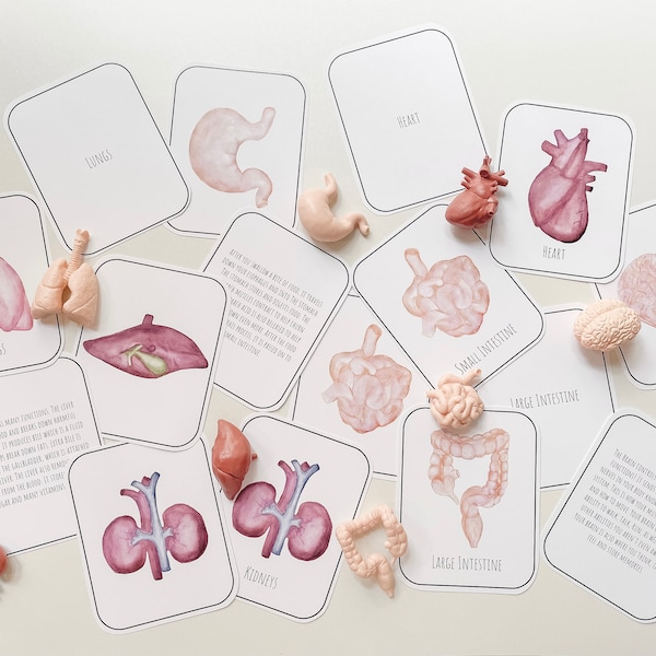Human Anatomy Flash Cards - Etsy