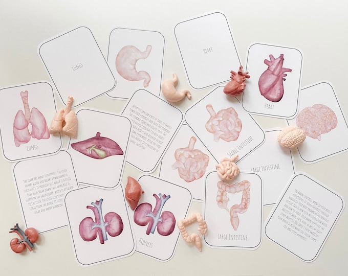 Human Anatomy & Organs | Montessori 3 Part Cards and Labeling Activity ...