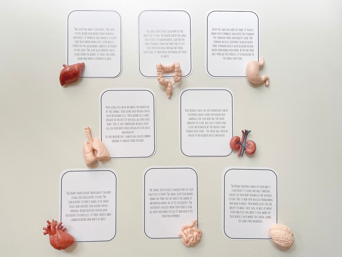 Human Organs Card Set Digital Download Anatomy Flash Cards for - Etsy