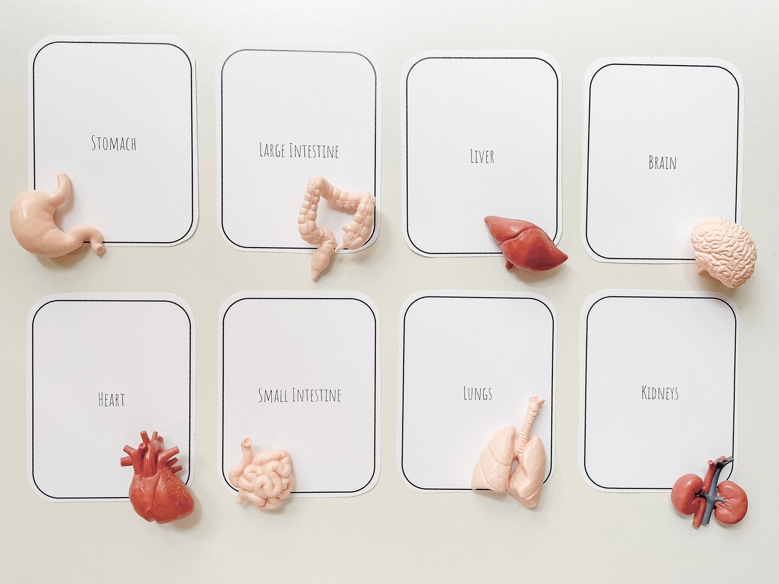 Human Organs Card Set Digital Download Anatomy Flash Cards for - Etsy