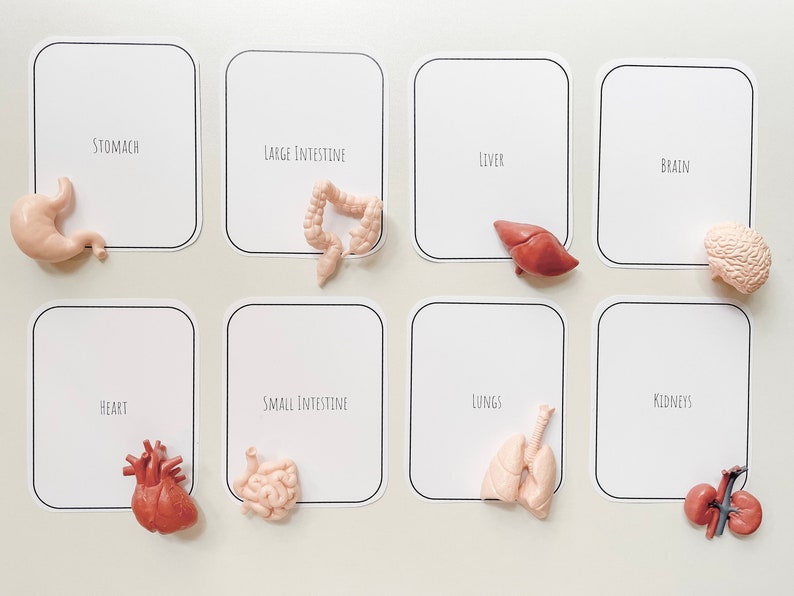 Human Organs Card Set Digital Download Anatomy Flash Cards for - Etsy
