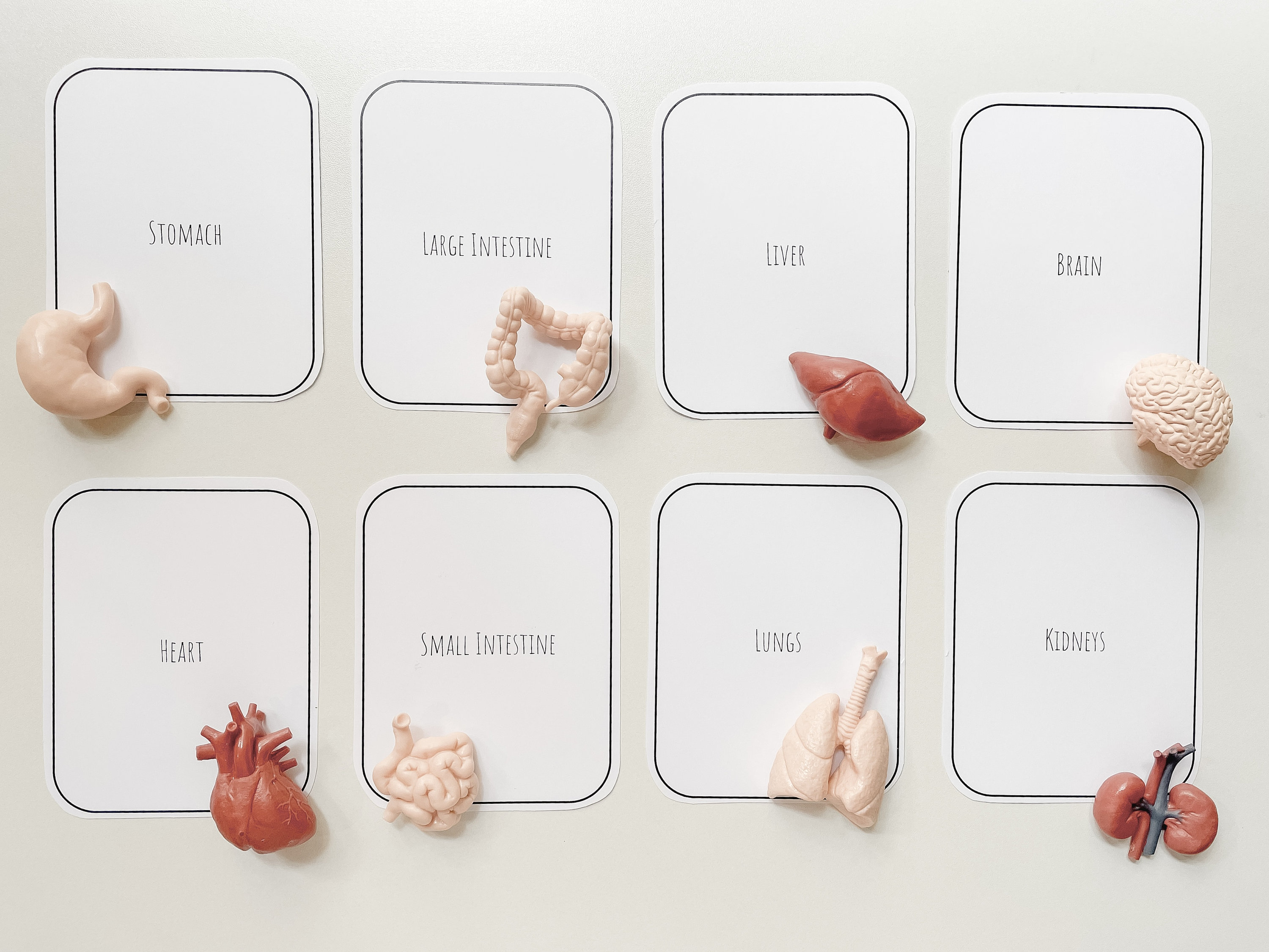 Human Organs Card Set Digital Download Anatomy Flash Cards for Toddlers ...