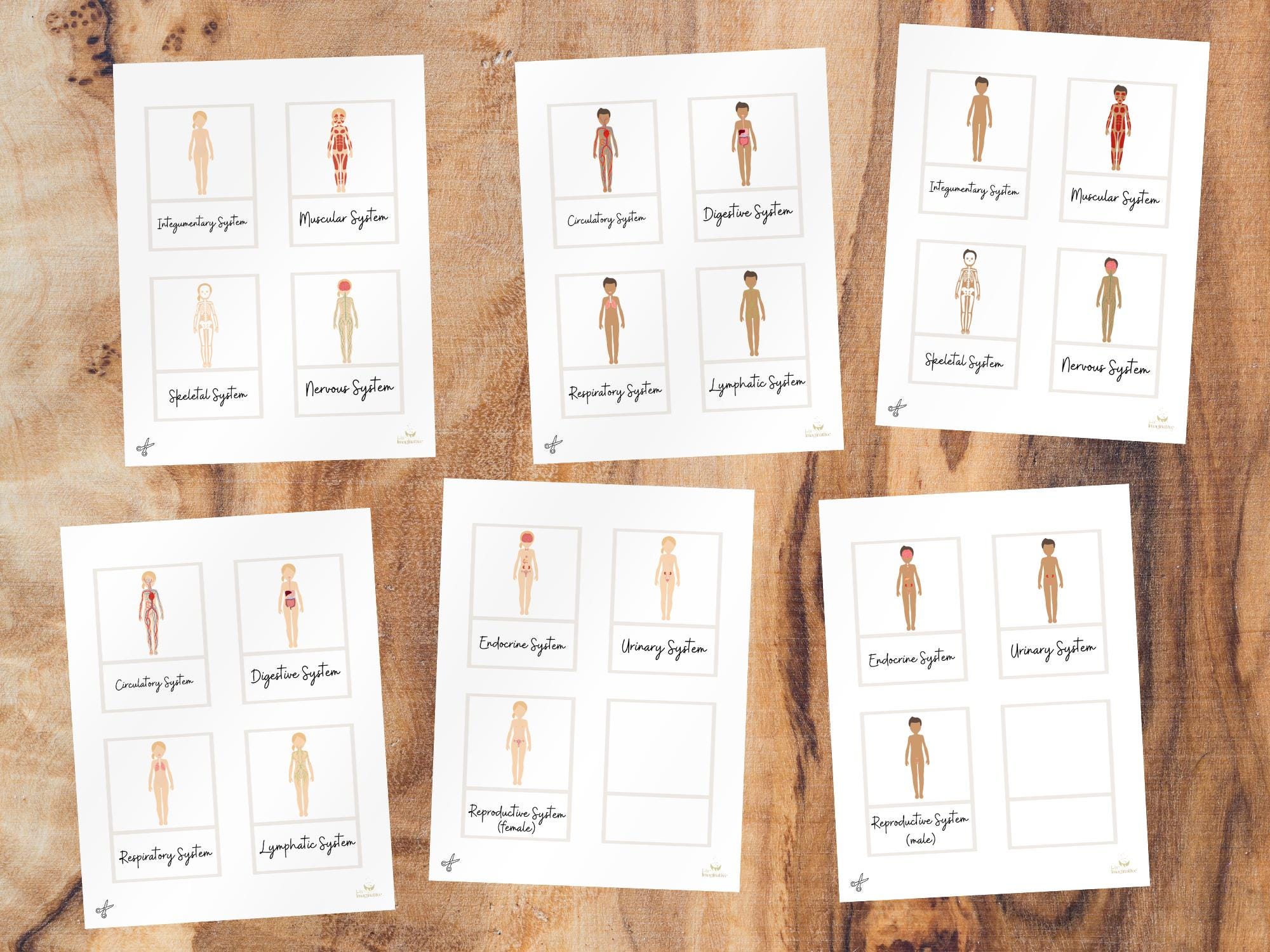 Human Body Systems Cards for Kids Homeschool Anatomy Resources ...