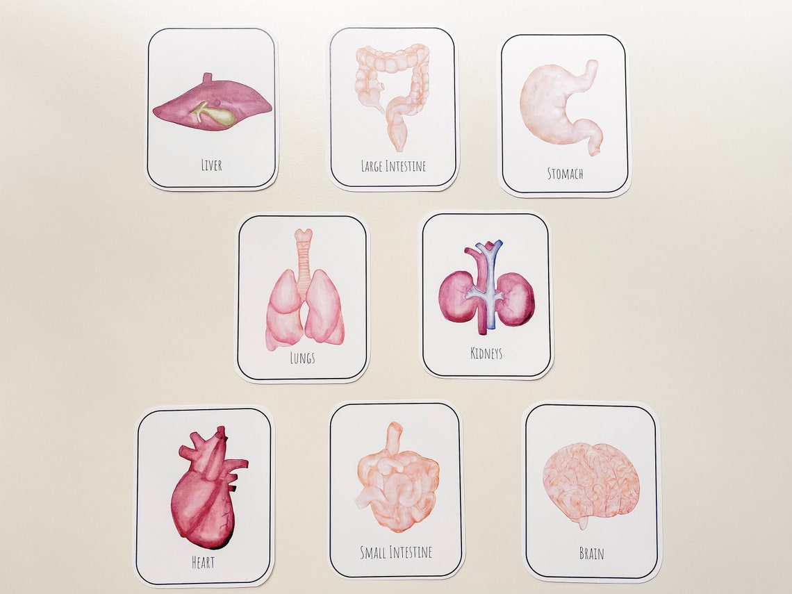 Human Organs Card Set Digital Download Anatomy Flash Cards for - Etsy