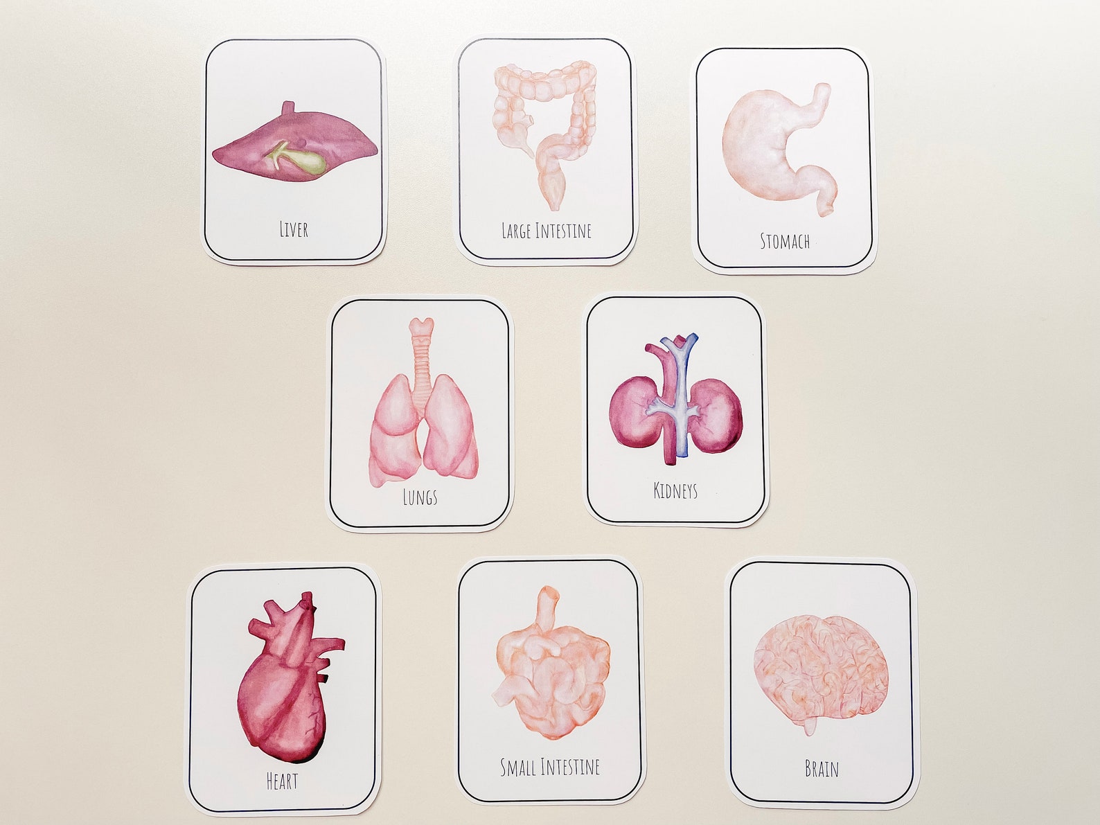 Human Organs Card Set Digital Download Anatomy Flash Cards for - Etsy