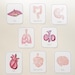 Human Organs Card Set Digital Download Anatomy Flash Cards for Toddlers ...