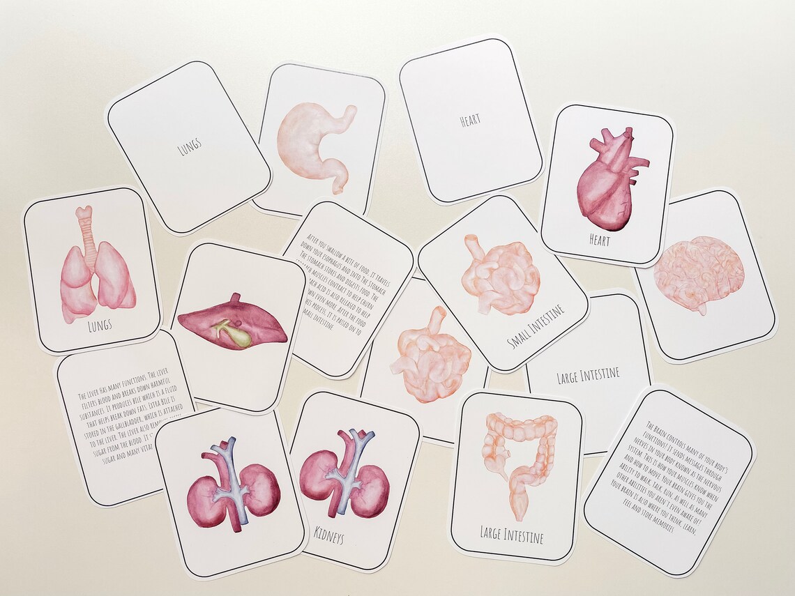 Human Organs Card Set Digital Download Anatomy Flash Cards for - Etsy