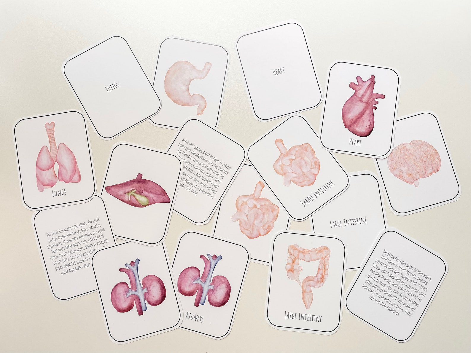 Human Organs Card Set Digital Download Anatomy Flash Cards for - Etsy