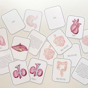 Human Organs Card Set Digital Download Anatomy Flash Cards for Toddlers ...