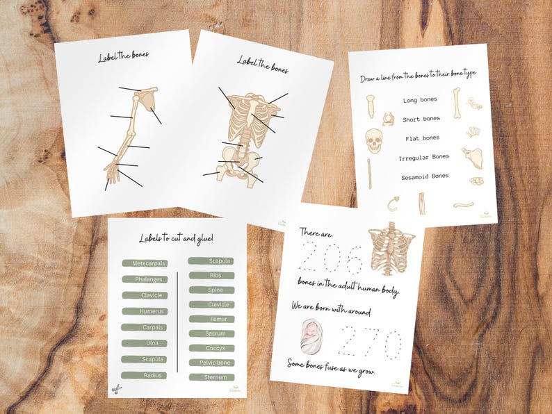 Skeletal System Unit Study | Human Body Science, Bone Flashcards ...