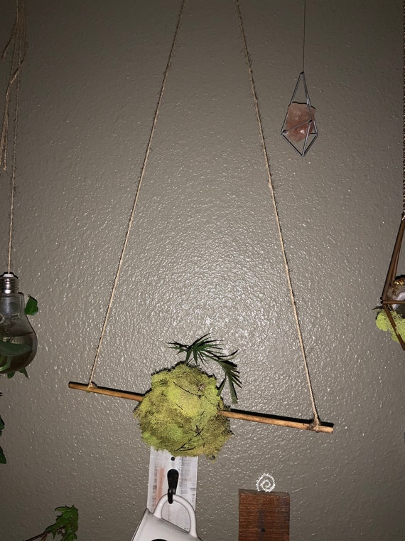 Hanging Moss Ball | Etsy