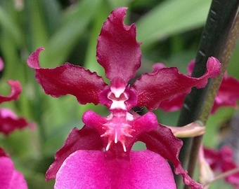 Orchid Oncidium Sharry Baby red Fantasy Chocolate Scented Orchid - Etsy