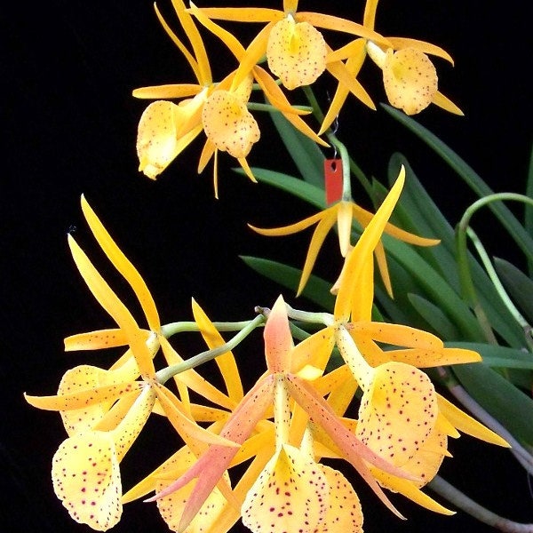 Brassocattleya Yellow Bird - Etsy