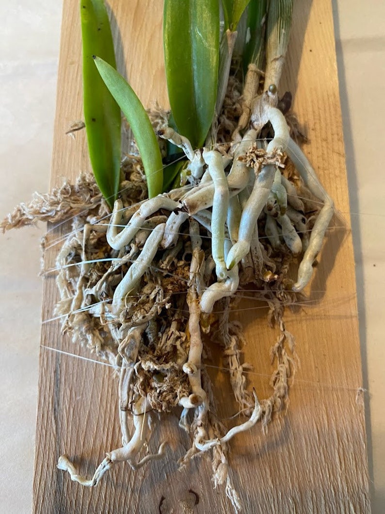 Key Lime Star Orchid procatavola Key Brassavola Mounted on a Cedar ...