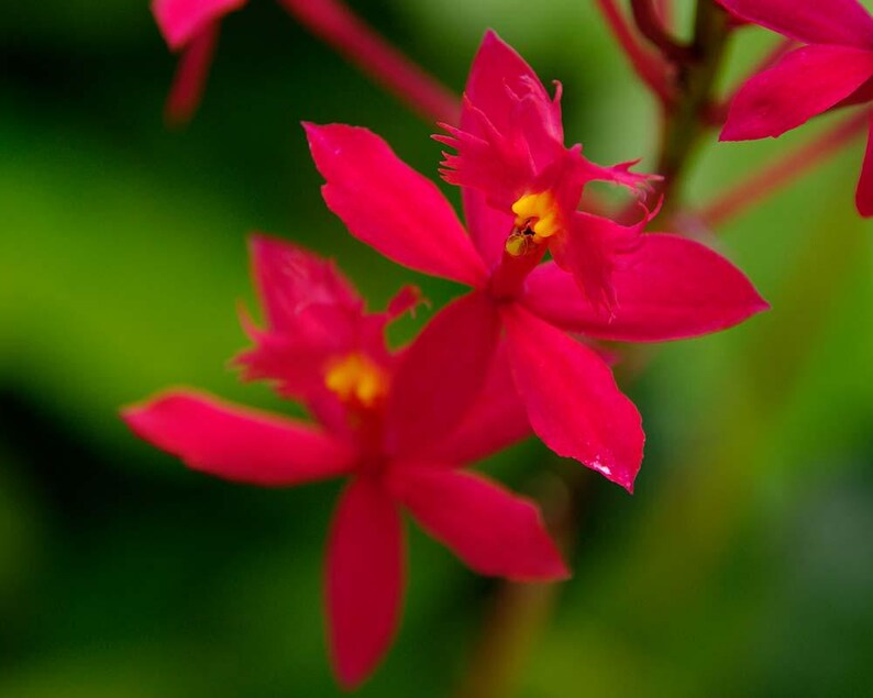 Red Epidendrum Radicans Ground Orchid | Starter Plant I Easy Care ...
