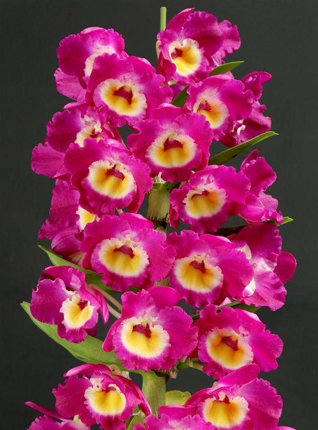 Dendrobium Nobile Tdares Angel Emperor Orchid I Fragrant Blooms - Etsy