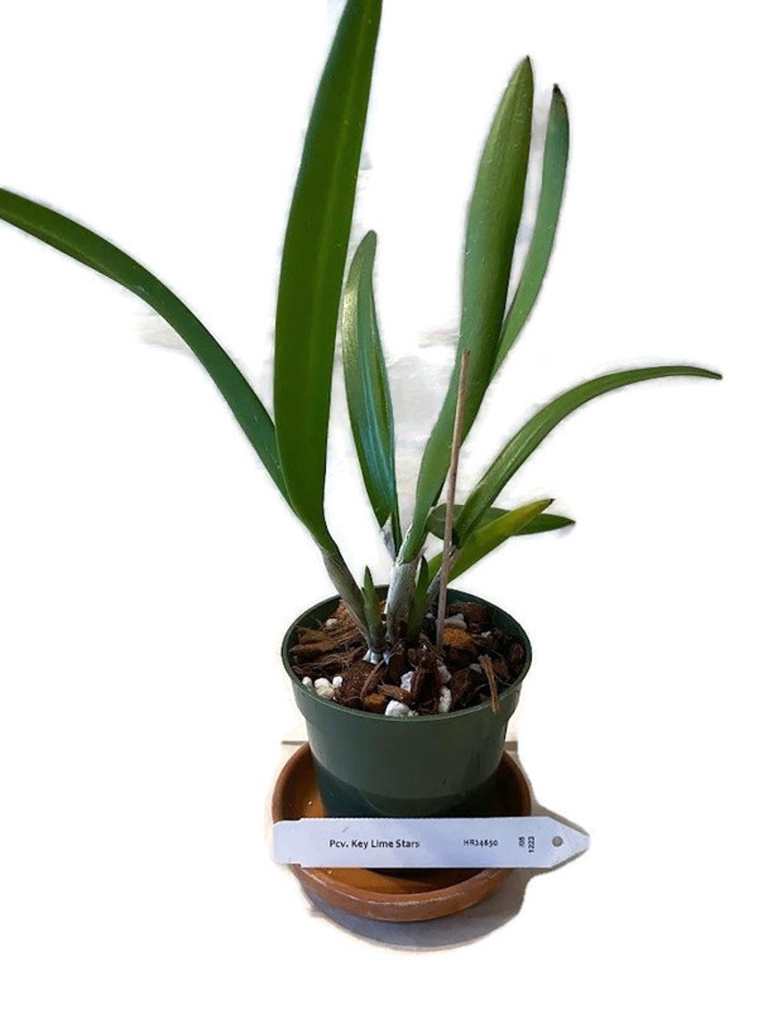 Lime Star Orchid procatavola Key Brassavola in a 4 Inch Pot. - Etsy