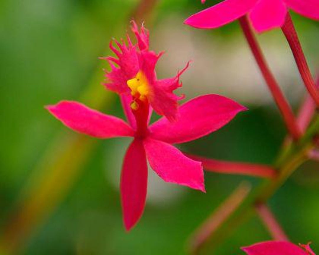 Red Epidendrum Radicans Ground Orchid | Starter Plant I Easy Care ...