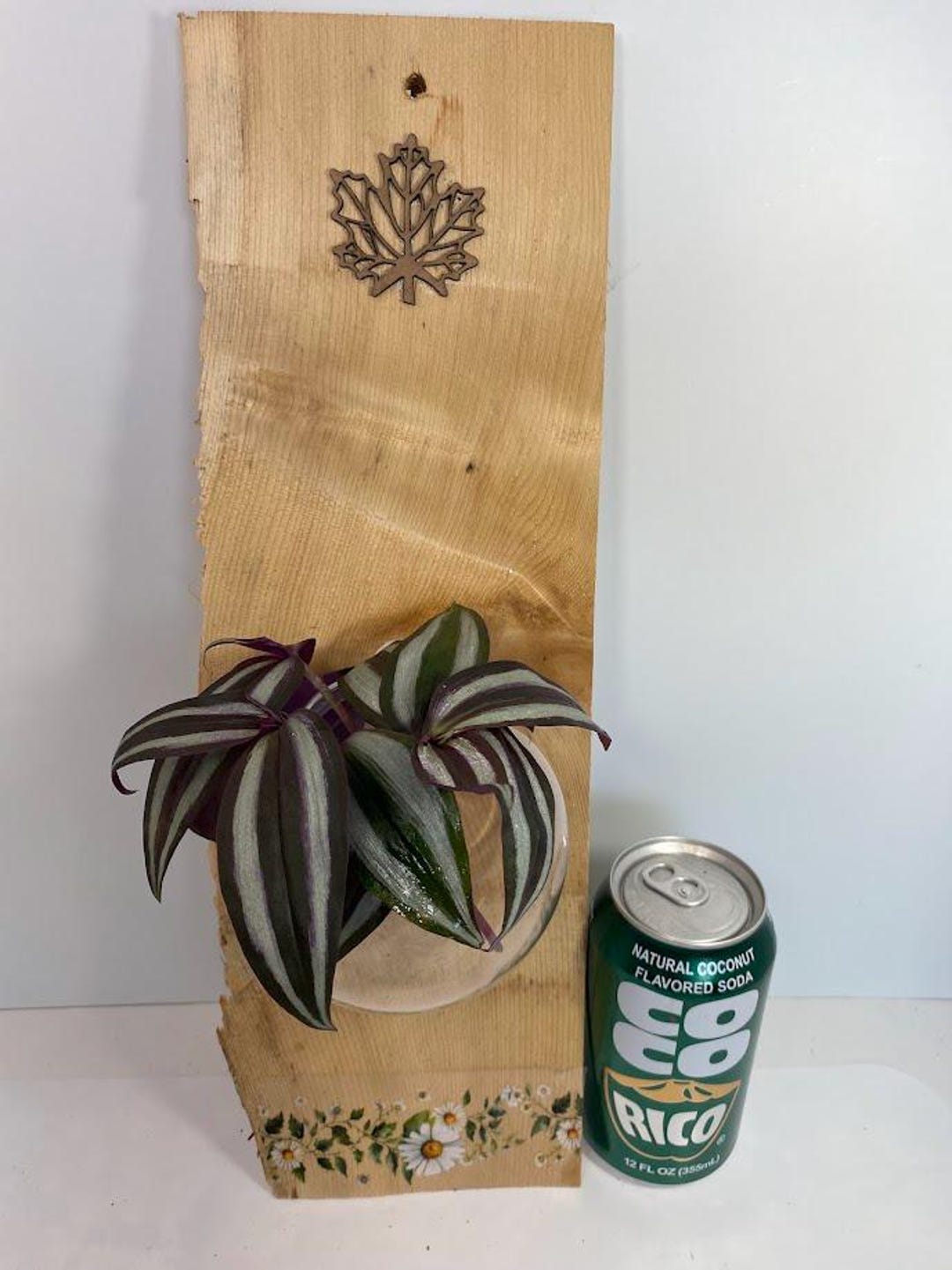 Plant Cutting Kit Mounted on a Cedar Shingle (cuttings Not Included ...