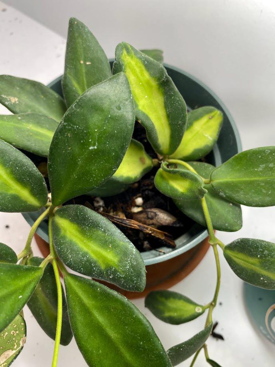 Sea Stones Hoya | Variegated Hoya Plant in Bright Indirect Sunlight ...