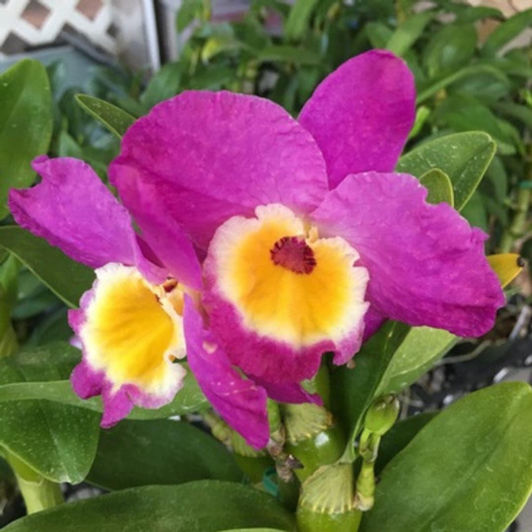Small Dendrobium Nobile Bridal Red 'lady Luck' Orchid Potted | Fragrant ...
