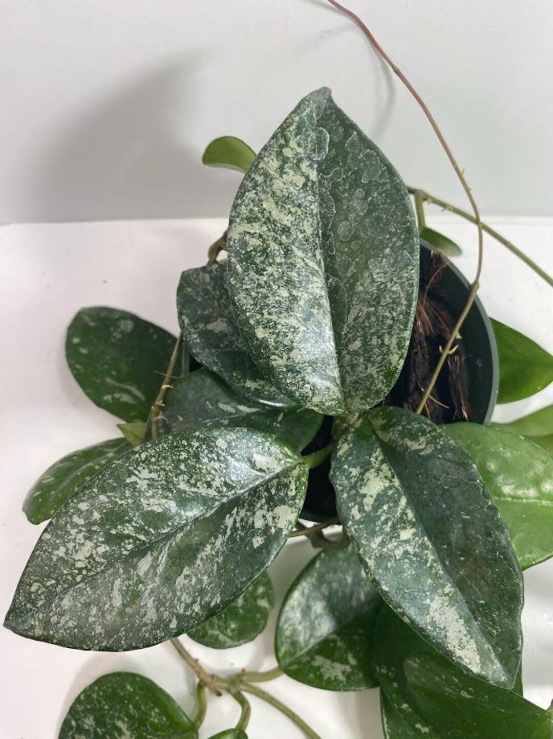 Hoya Carnosa Freckled Splash: Silver Speckled Vining Houseplant - Etsy
