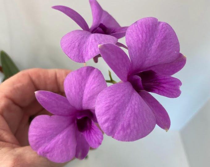Dendrobium Biggium 2" Pot, Miniature Orchid, Small Dendrobium Orchid ...