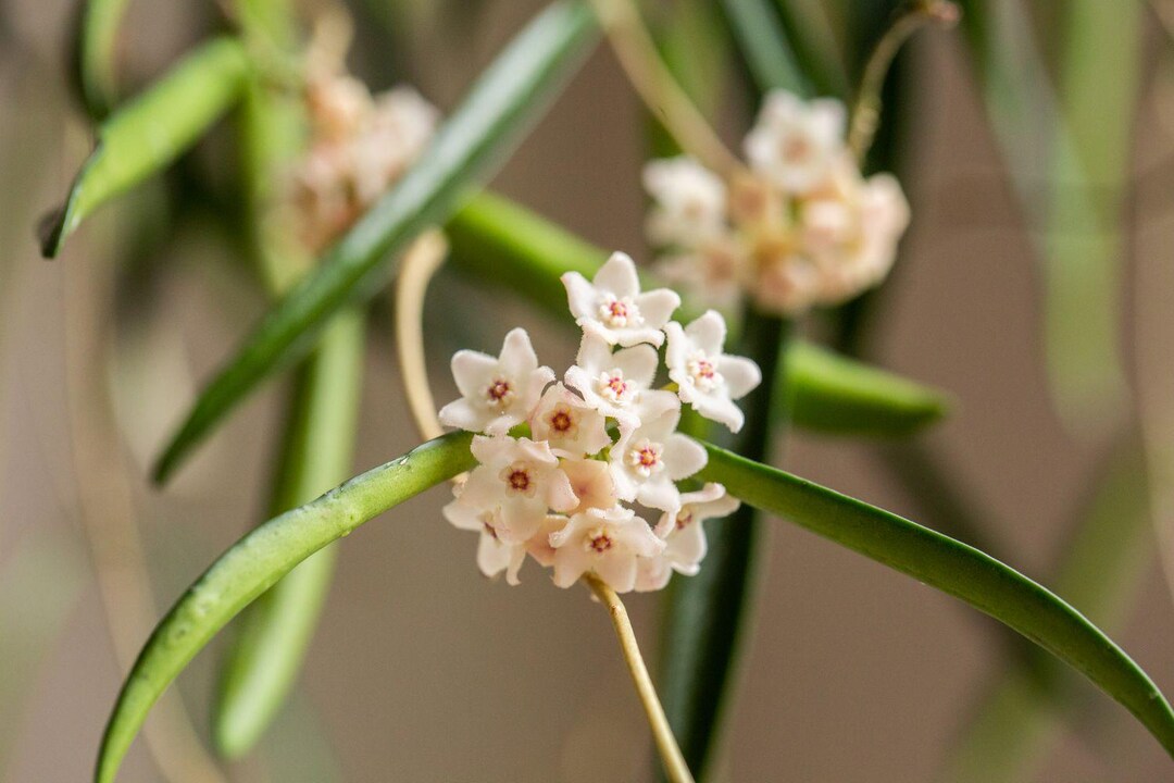 Hoya Shepherdii String Bean Plant, Vining Hoya With Waxy Green Leaves ...