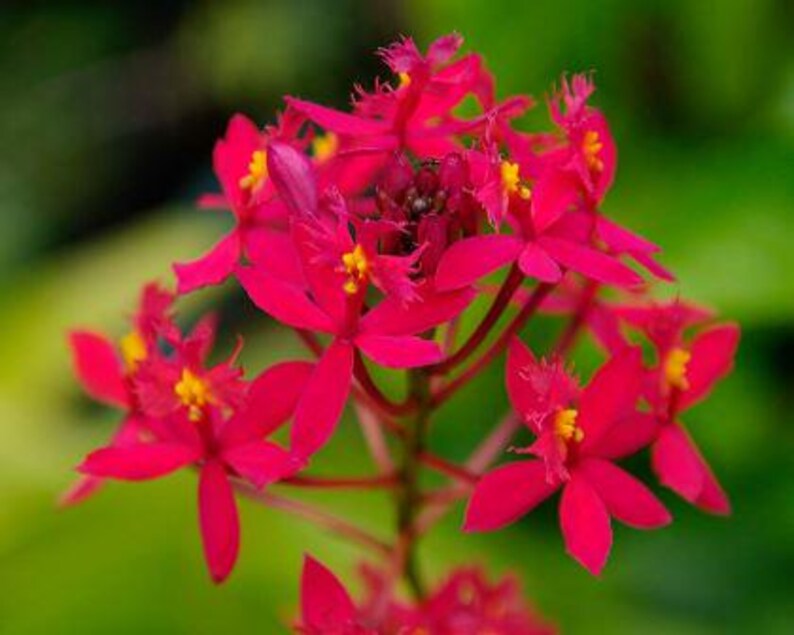 Red Epidendrum Radicans Ground Orchid | Starter Plant I Easy Care ...