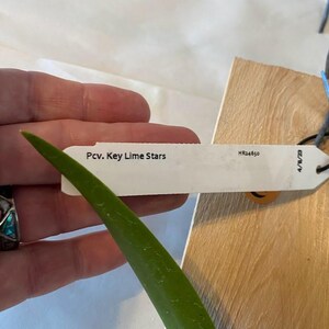 Key Lime Star Brassavola Orchid Mounted on a Cedar Shingle Not in Bloom ...