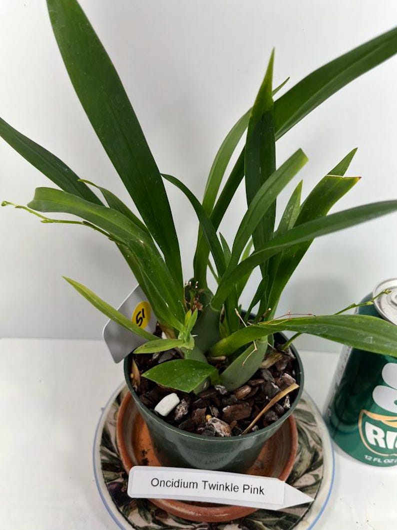 Compact Oncidium Twinkle Pink Orchid With Sweet, Delicate-scented ...