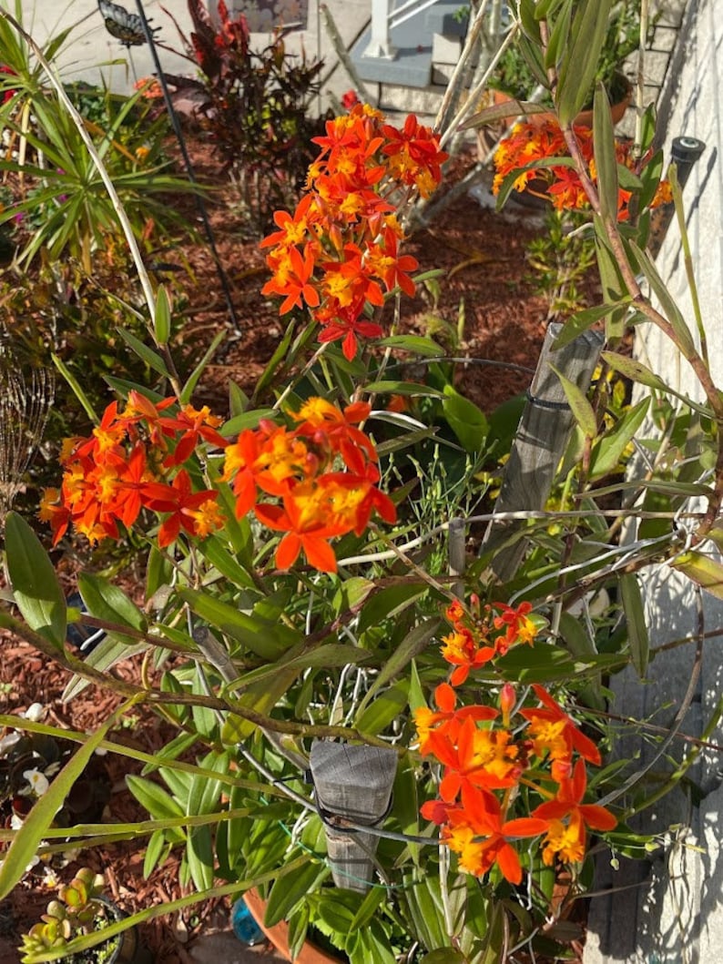 Orange Epidendrum Orchid Starter Plant I Starter Plant - Etsy