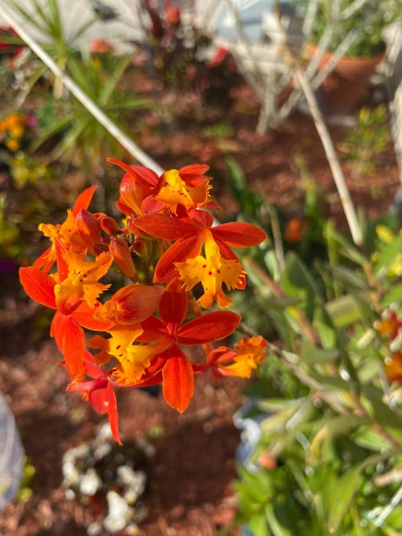 Orange Epidendrum Orchid Starter Plant I Starter Plant - Etsy