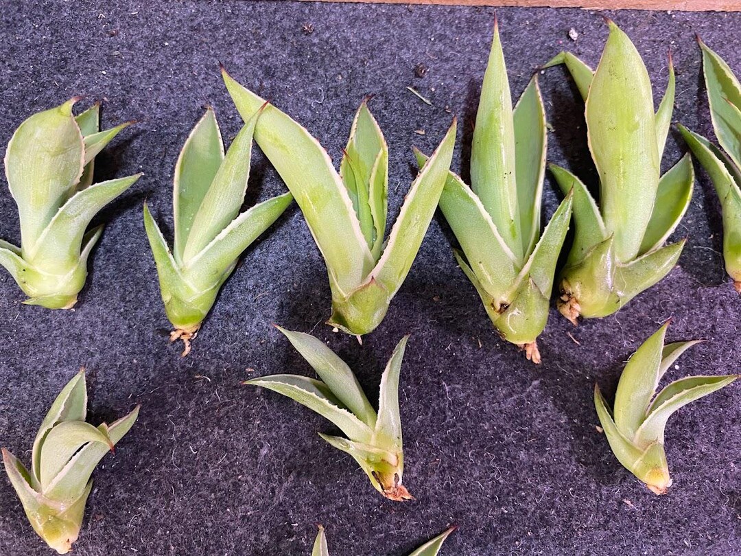 12 Agave Pups for Propagation: Full Sun Summer Plant - Etsy
