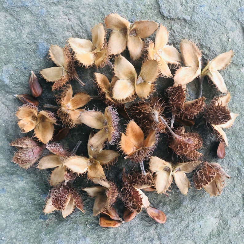 New England Copper Beech tree pods seedsrustic decor | Etsy