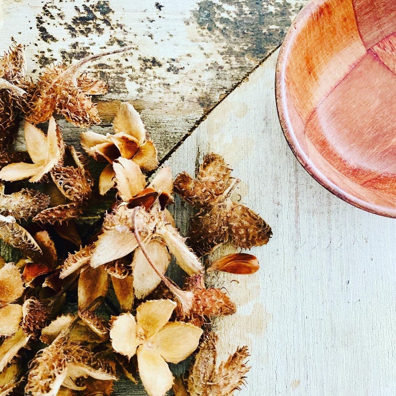 New England Copper Beech tree pods seedsrustic decor | Etsy