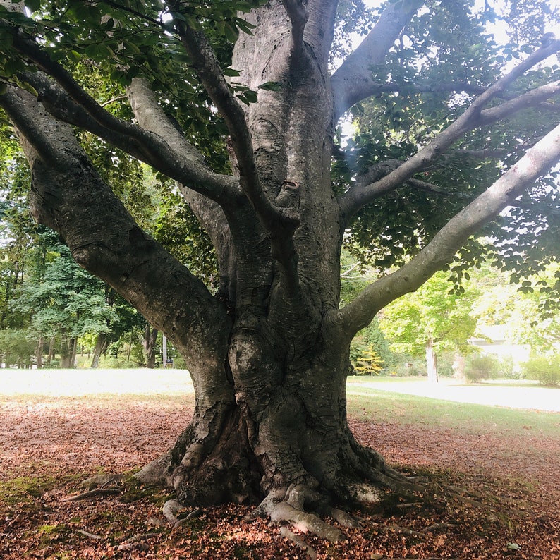 New England Copper Beech tree pods seedsrustic decor | Etsy