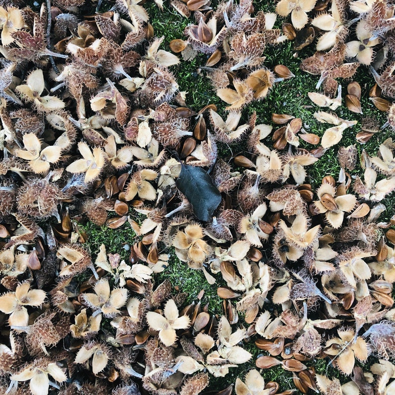 New England Copper Beech tree pods seedsrustic decor | Etsy