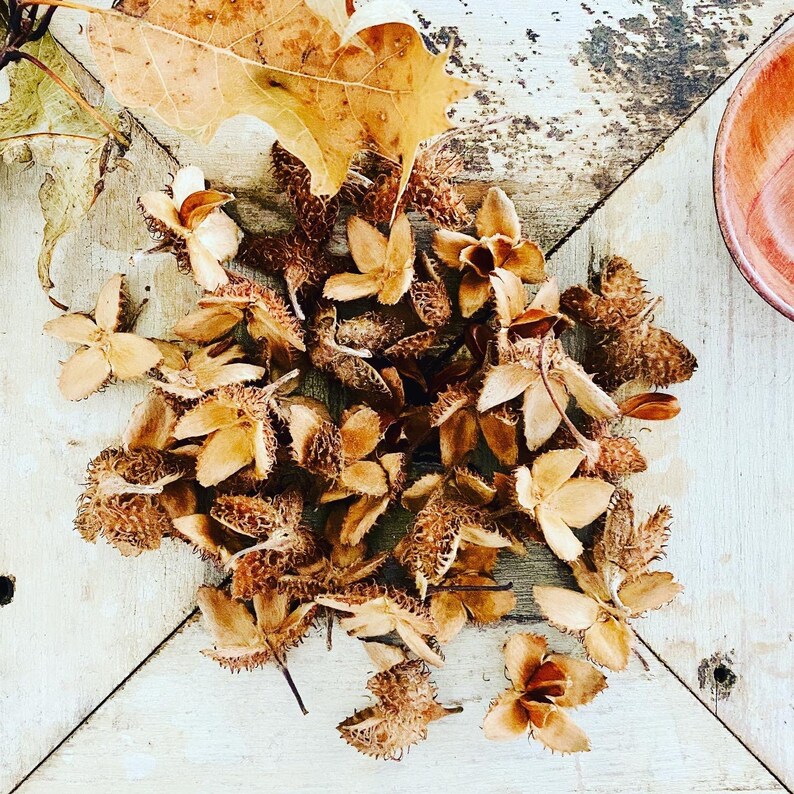 New England Copper Beech tree pods seedsrustic decor | Etsy