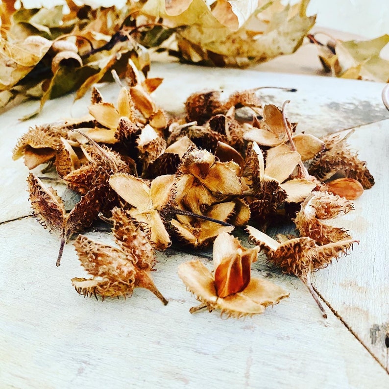 New England Copper Beech tree pods seedsrustic decor | Etsy