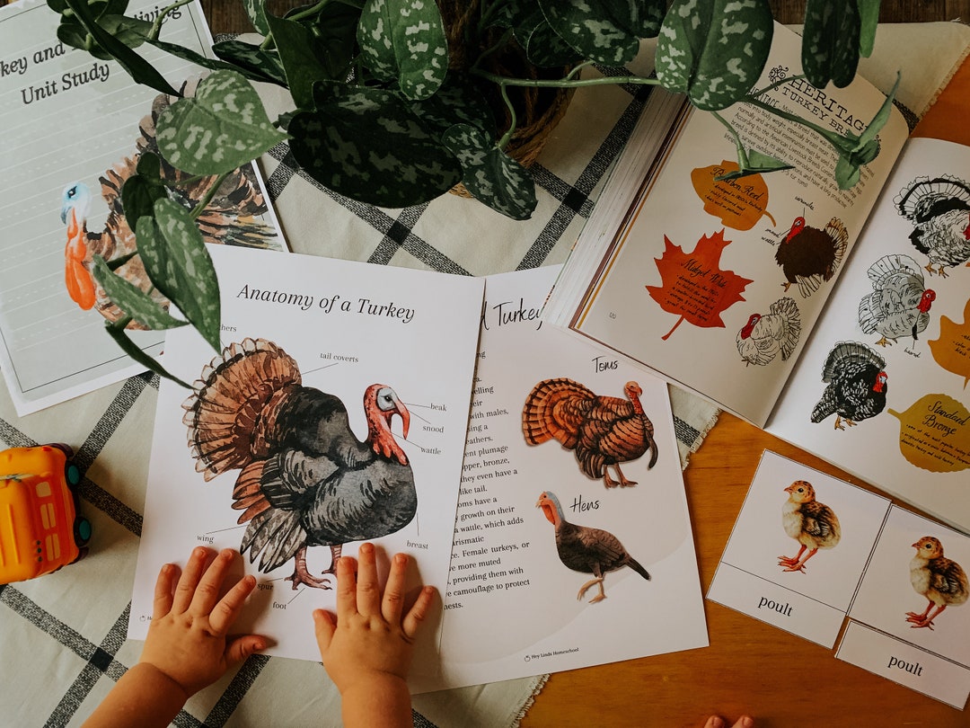 Wild Turkey Unit Study | Thanksgiving Unit Study | Montessori | Nature ...