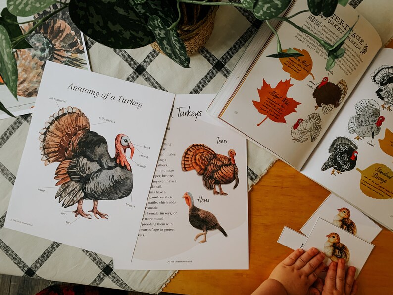 Wild Turkey Unit Study | Thanksgiving Unit Study | Montessori | Nature ...