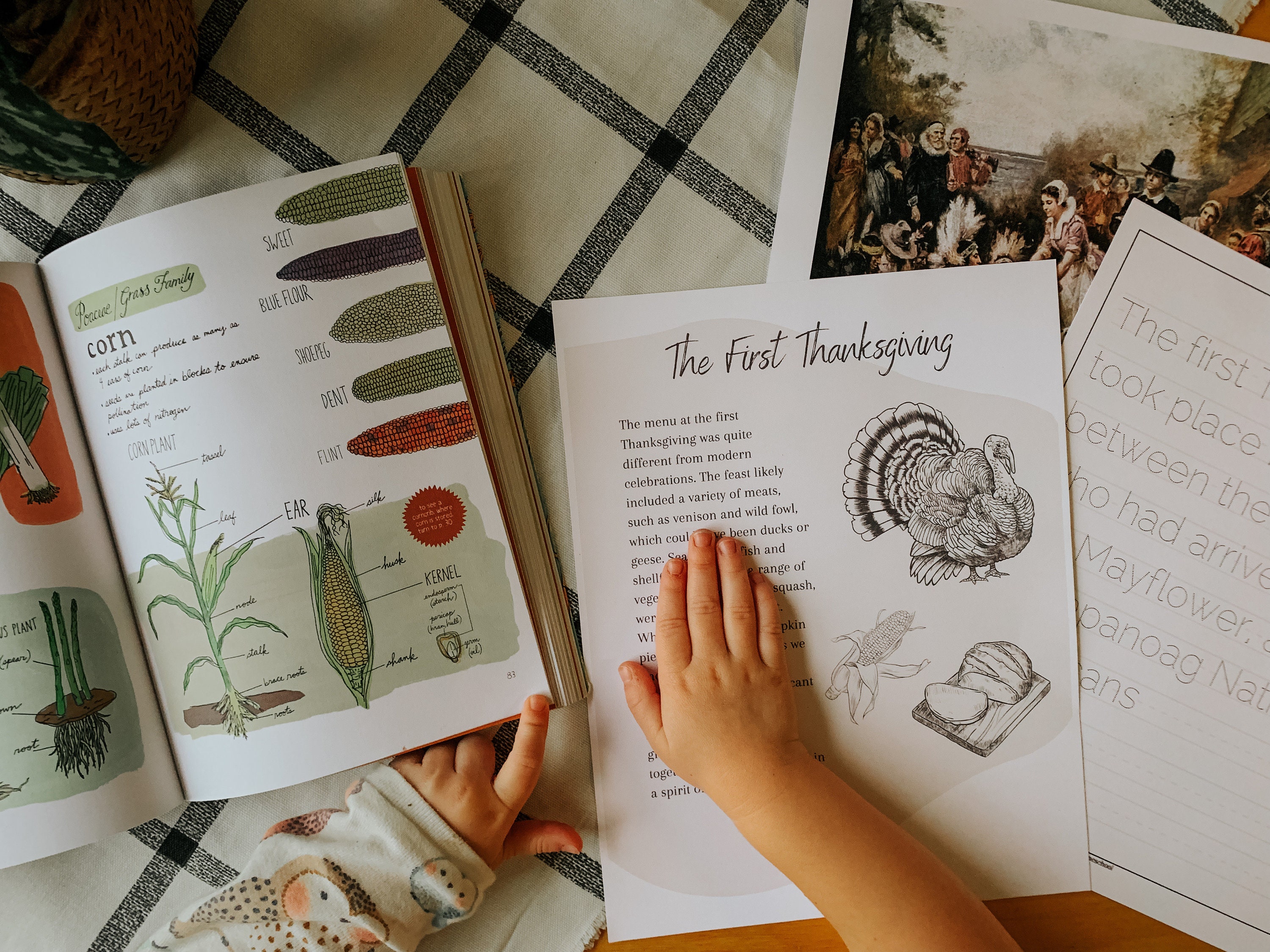 Wild Turkey Unit Study | Thanksgiving Unit Study | Montessori | Nature ...