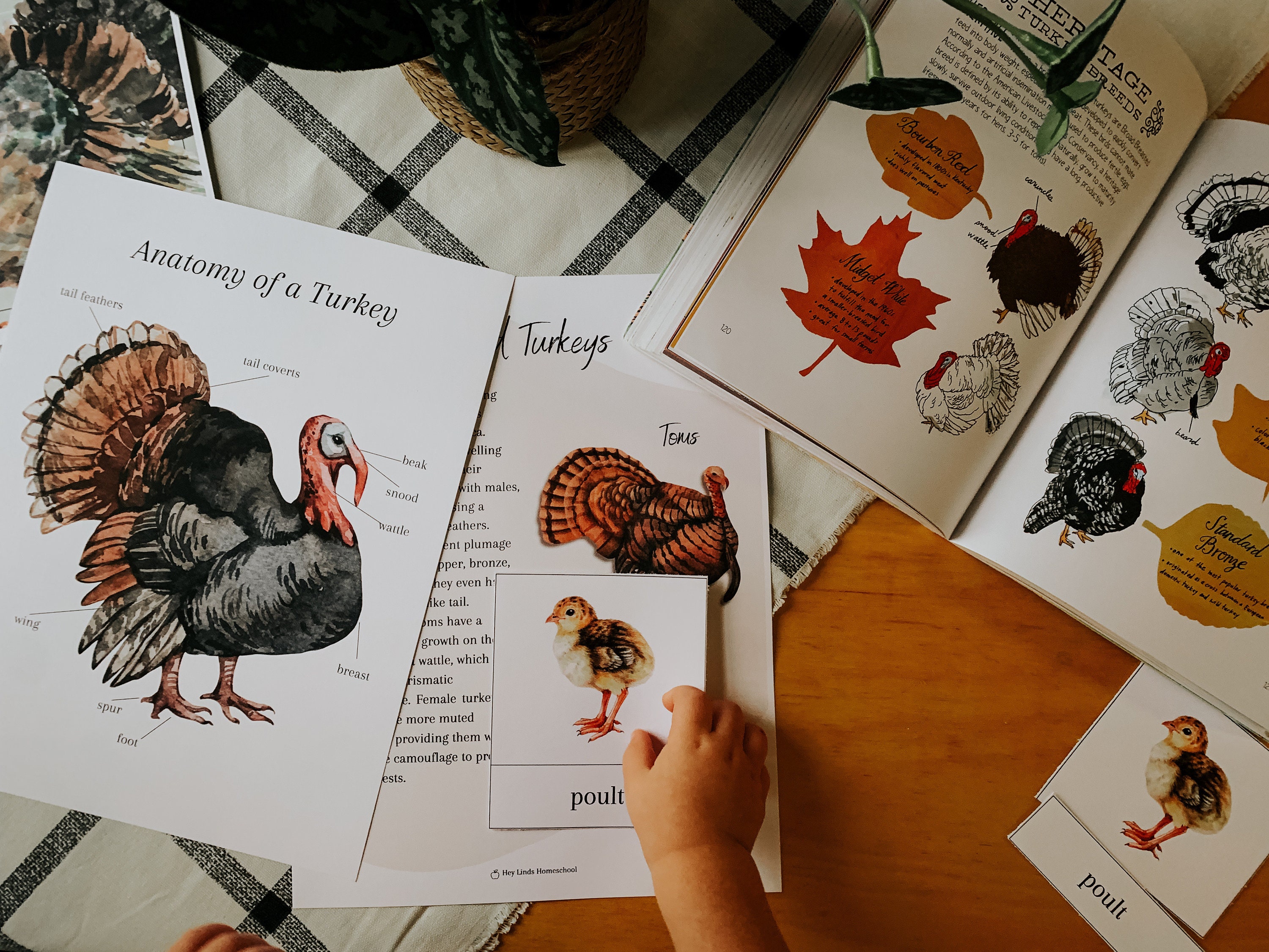 Wild Turkey Unit Study | Thanksgiving Unit Study | Montessori | Nature ...