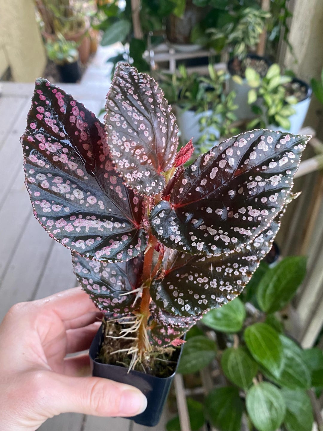 This item is unavailable - Etsy