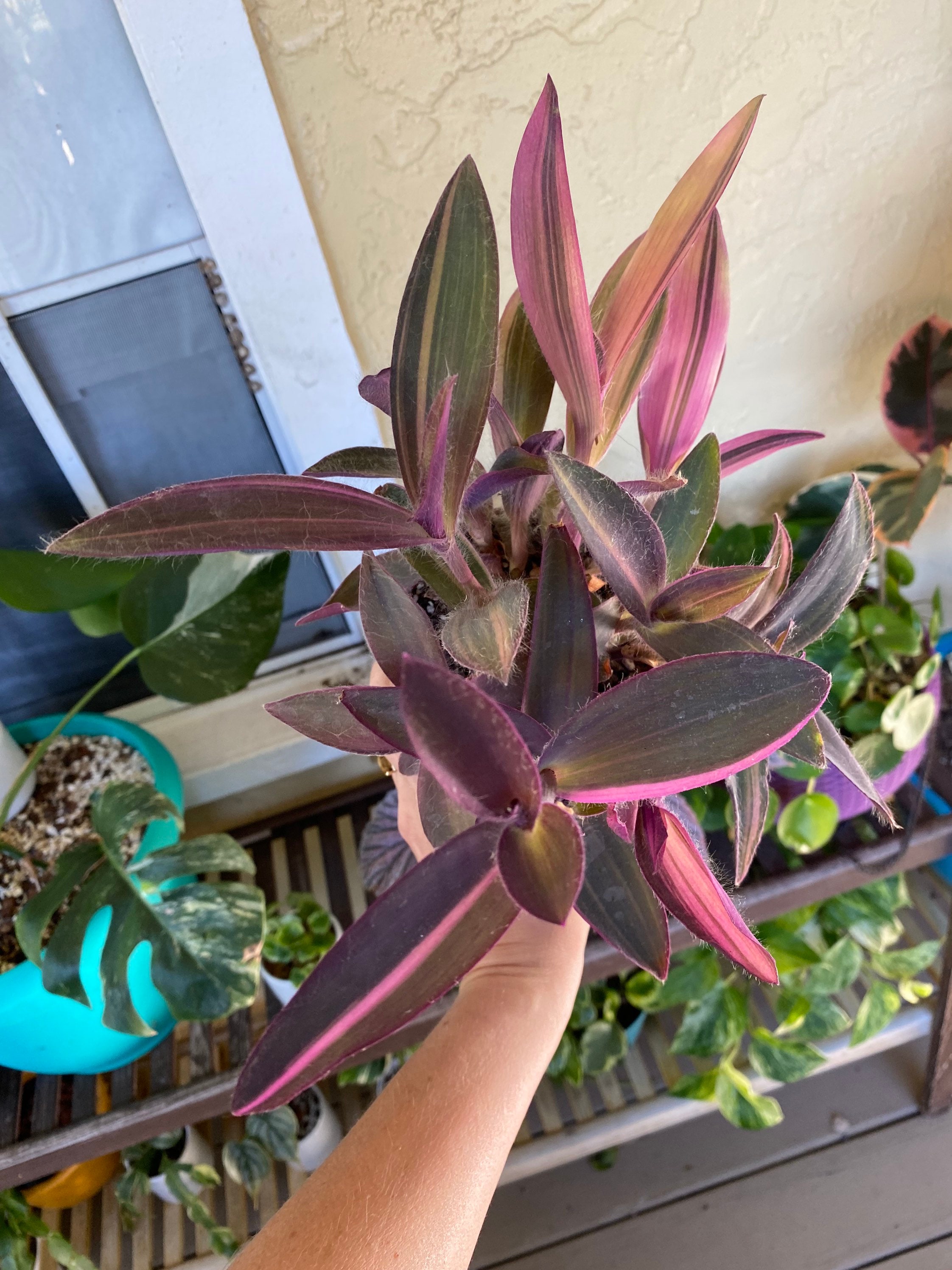 Succulents Floral & Garden Crafts Variegated Purple Heart/ Variegated ...